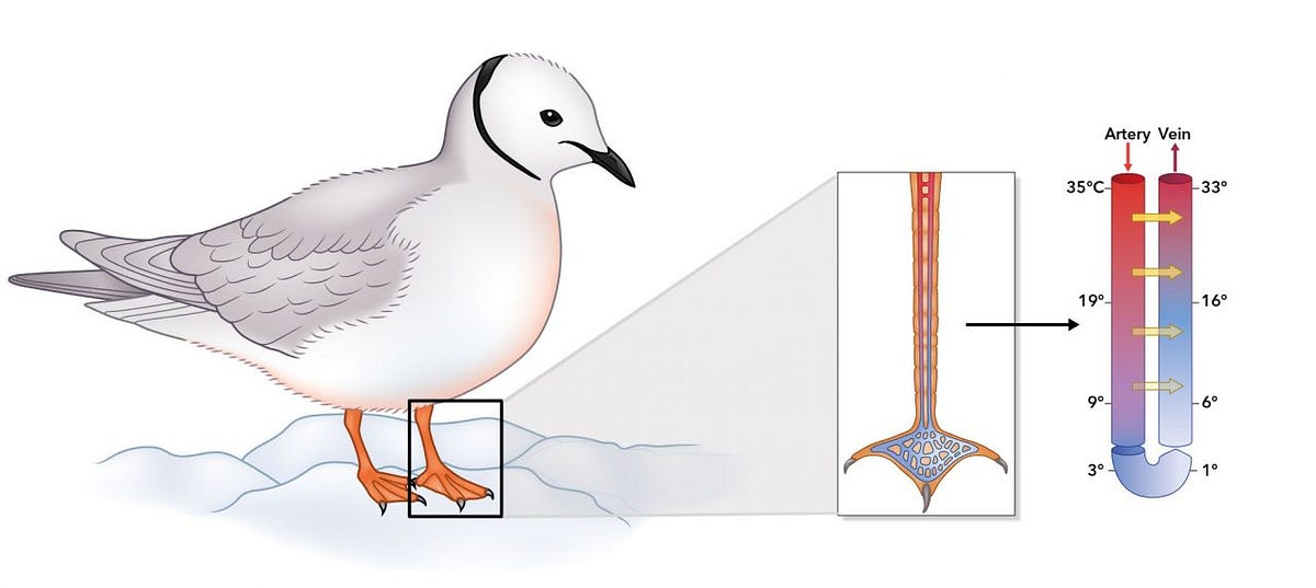 THERMOREGULATION IN BIRDS. Thermoregulation is the process by… | by ...