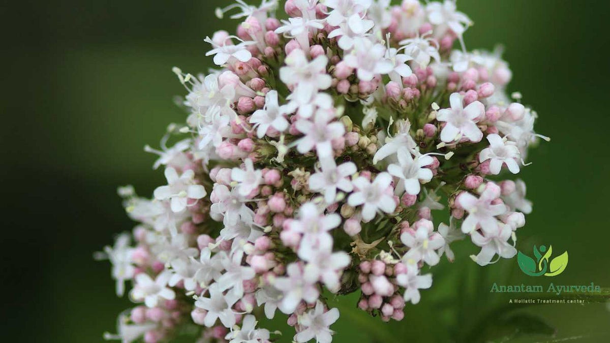 Tagara (Valeriana wallichii): Health Benefits, Uses, Is Tagara Addictive? | by Arun jharwal | Medium