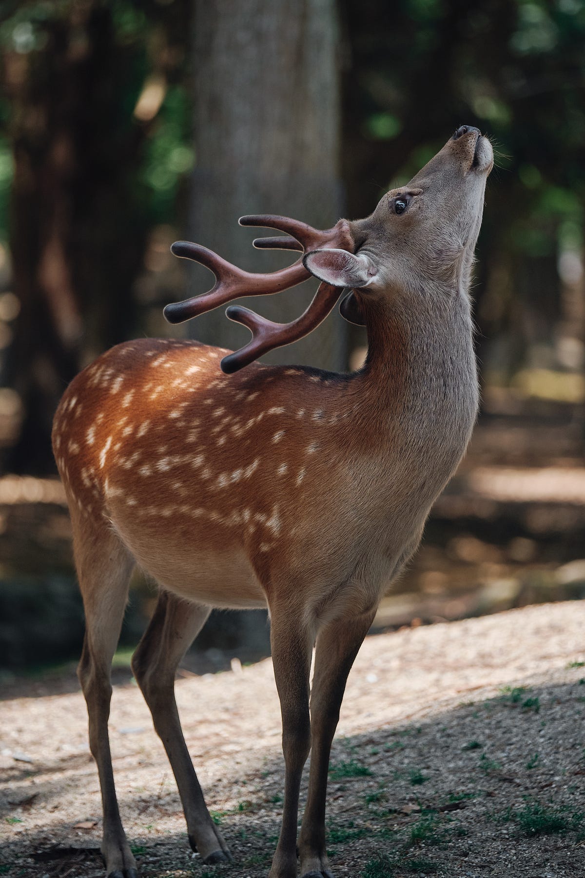 A Deer’s animal Journey To Transcendence | Medium