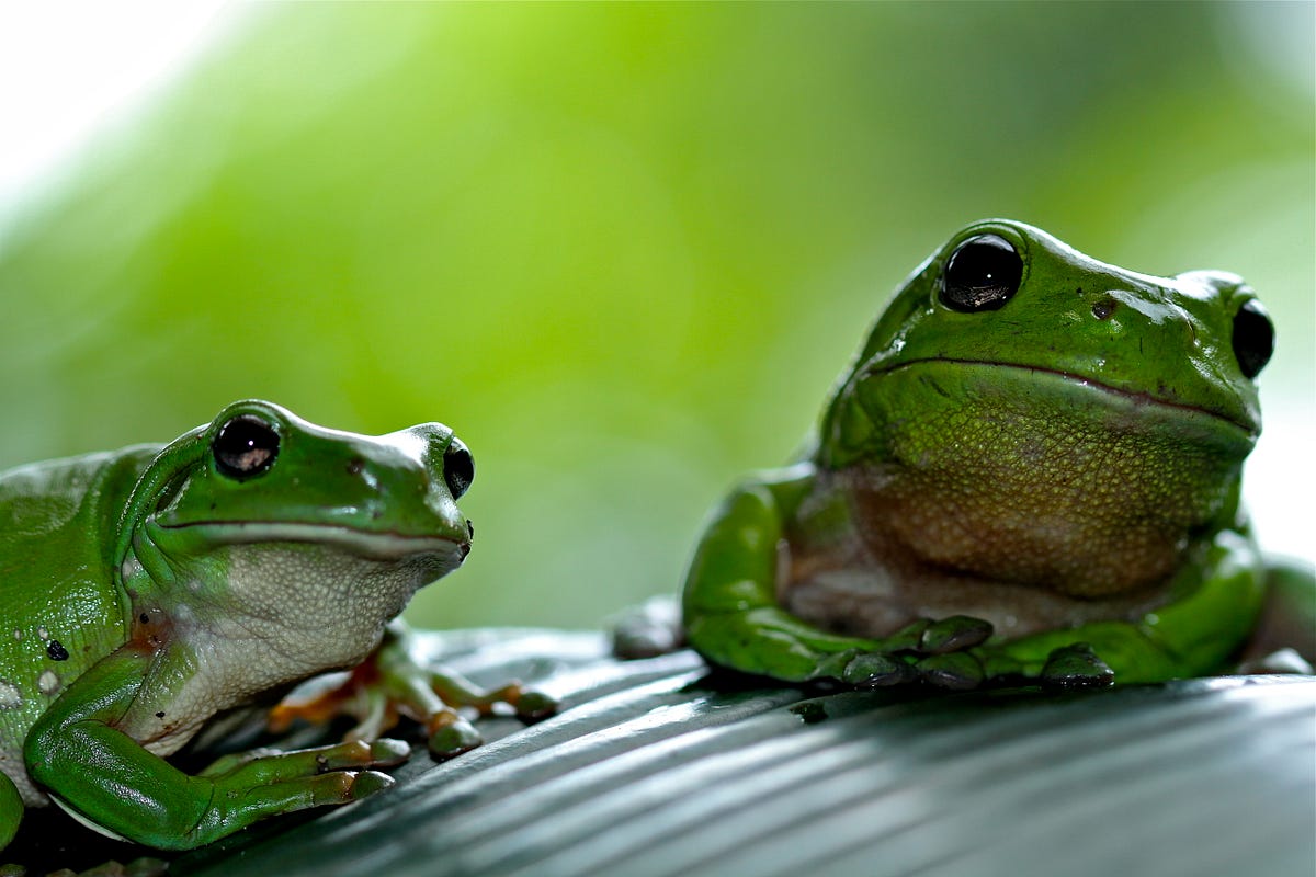 The Cultural Belief of Marrying Frogs | by Dr. Preeti Singh | Engage ...