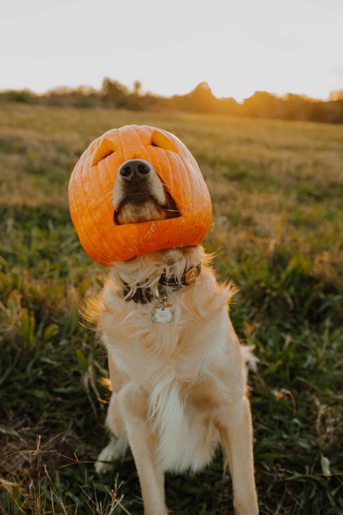 Fun Pet Halloween Costumes. The Good, The Bad And The Scary | by Ashlee ...
