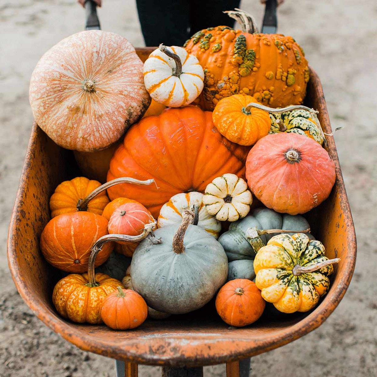 Things to do with pumpkin that aren’t pumpkin pie | by Rachel Zorn ...