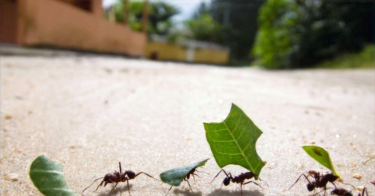 The Secret To WHAT CAN Ants TELL US ABOUT LEADERSHIP? | by ...