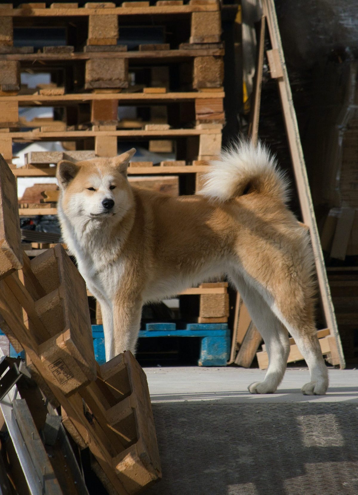 Optimizing Fleet Management: A Comprehensive Guide to Dispatch Dog’s ...