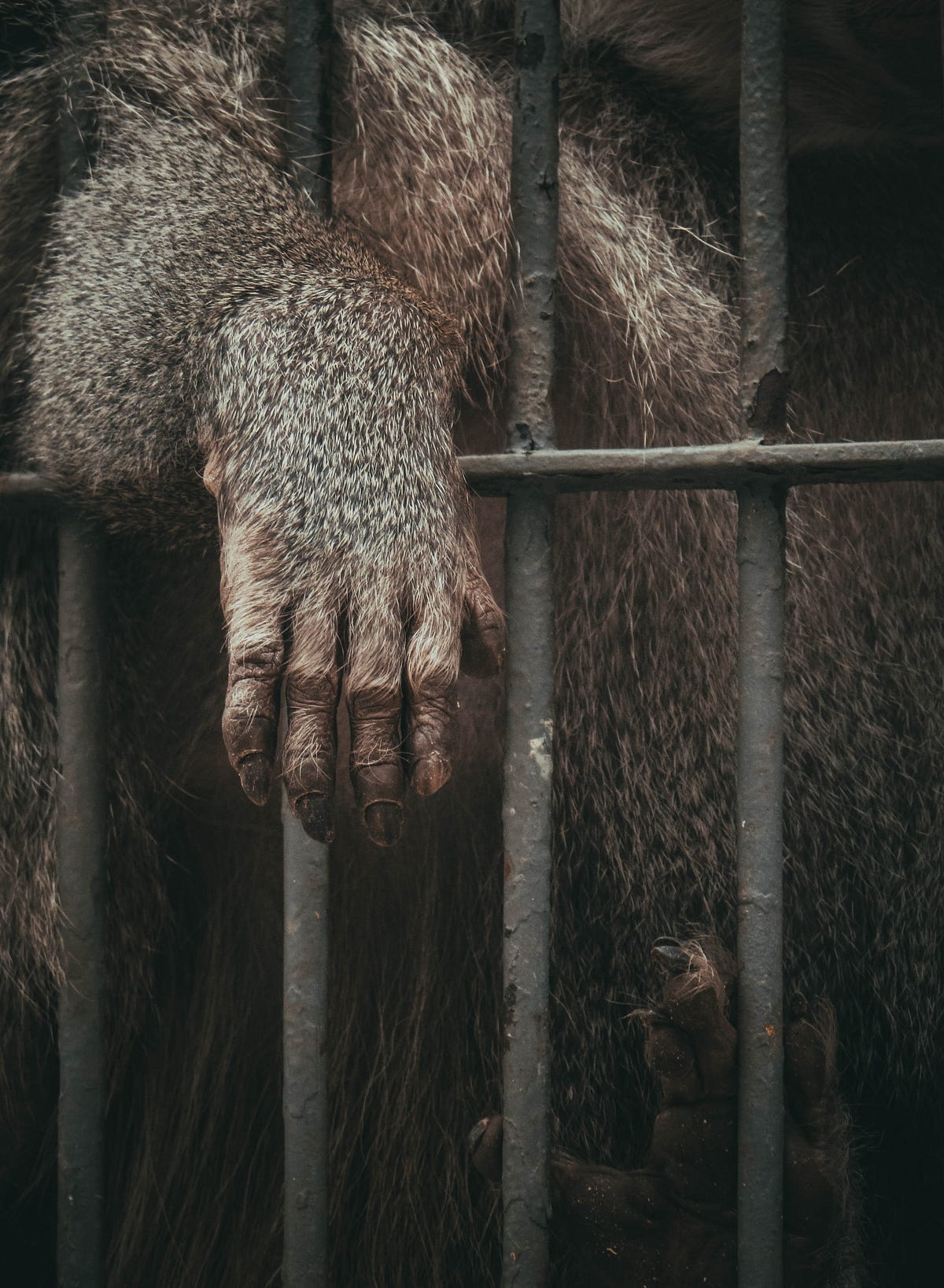 Ted the Chimp just showed us a mirror | by VIDUSHI SAHANI | Medium