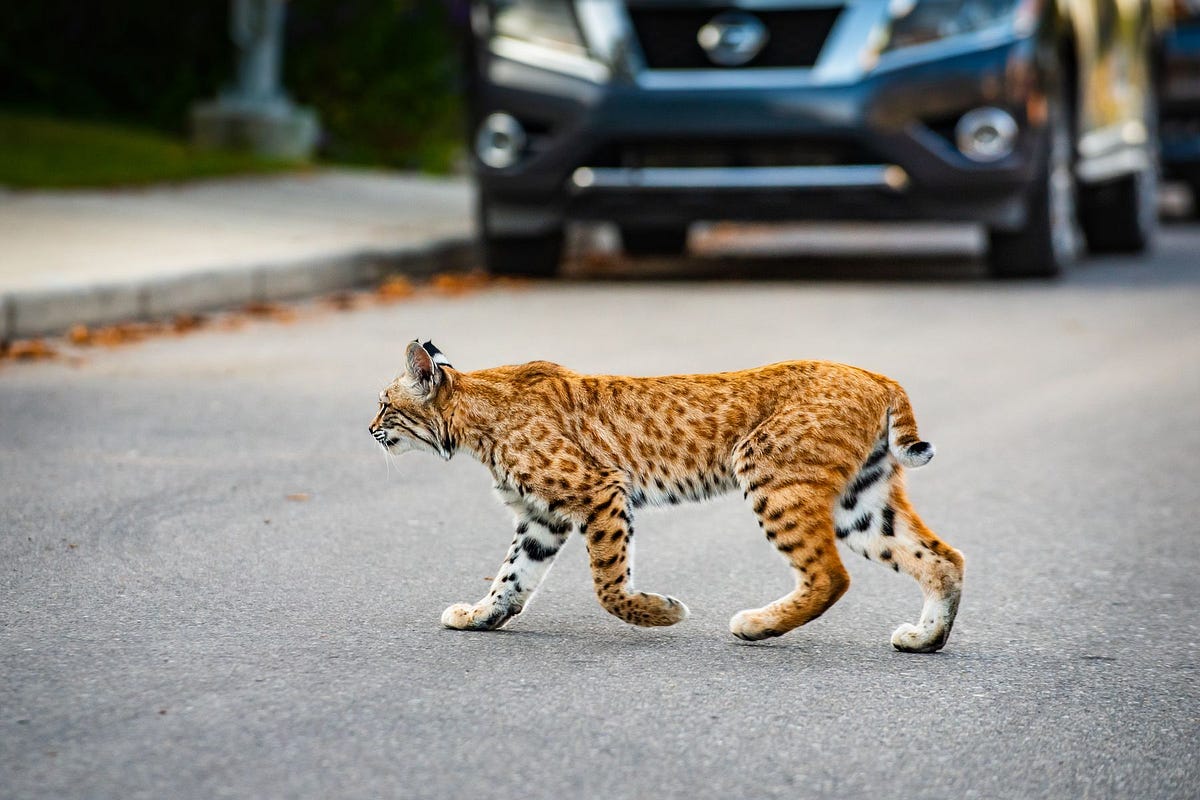 25 pictures of wild animals roaming empty streets | by The b | The b ...