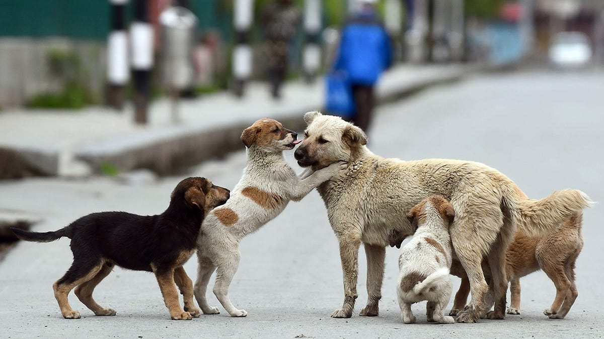Service design systems for management of unrestricted dogs; | by ...
