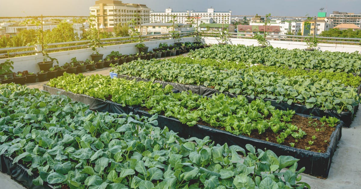 The Future of Urban Agriculture: Vertical Farming and Rooftop Gardens ...