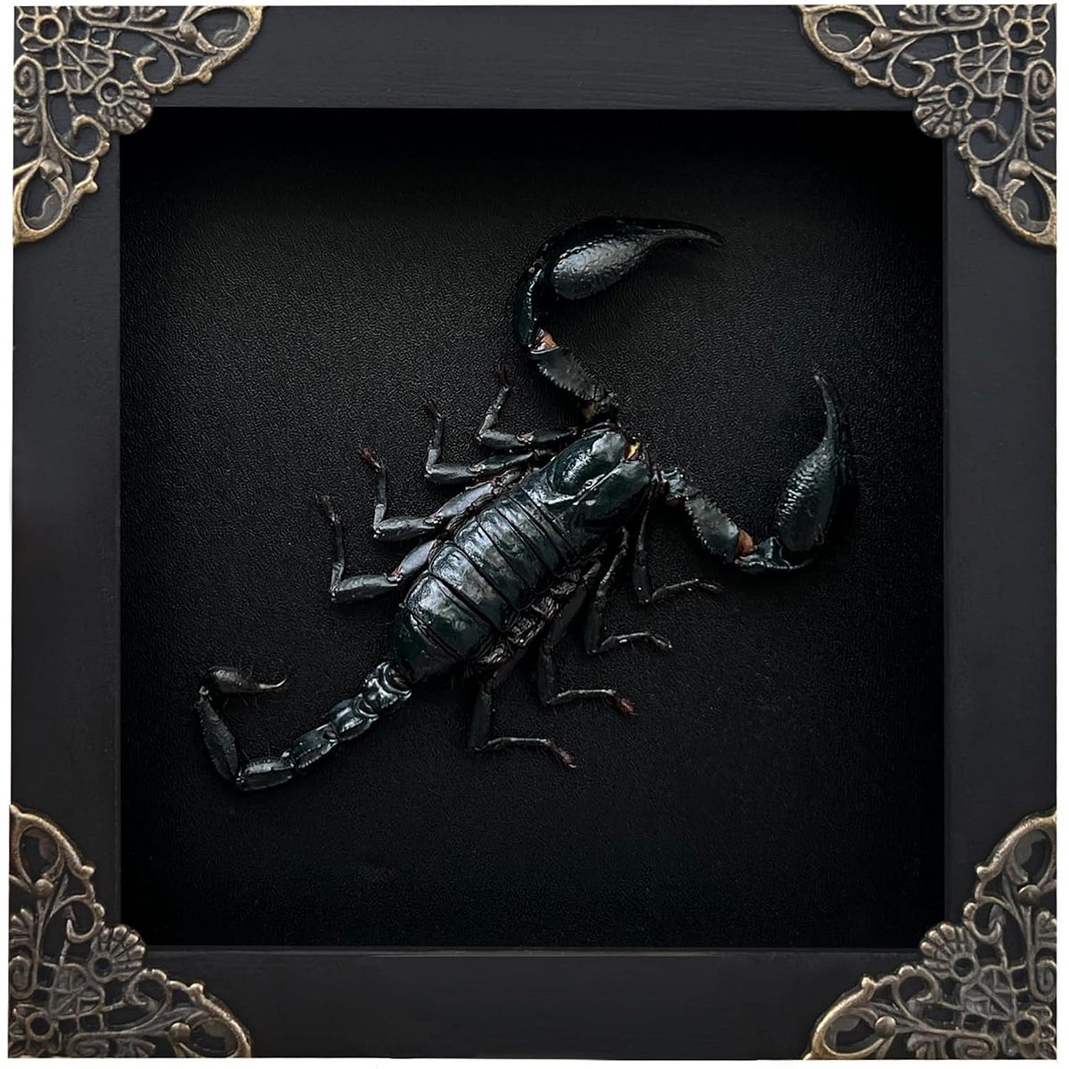 Real Scorpion Review: Chic Taxidermy Wall Art | by Maria Kitchens | Oct ...