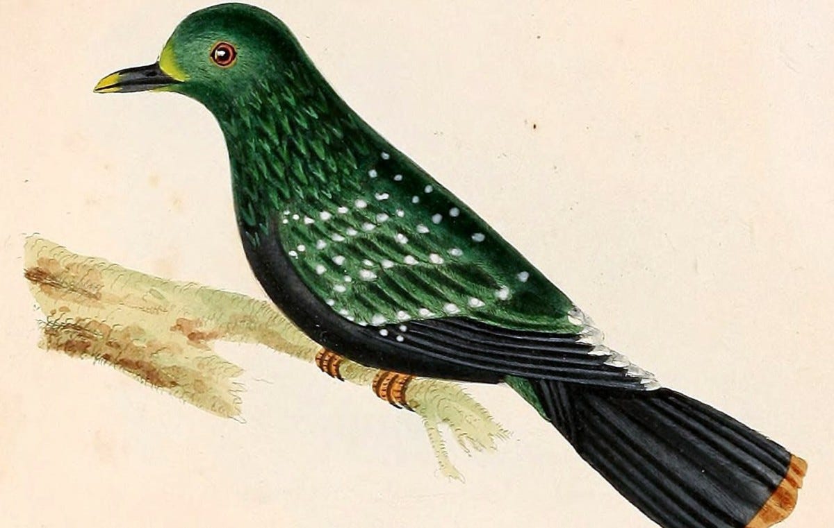 The Mysterious Spotted Green Pigeon | by Michelle Short | Gardening ...