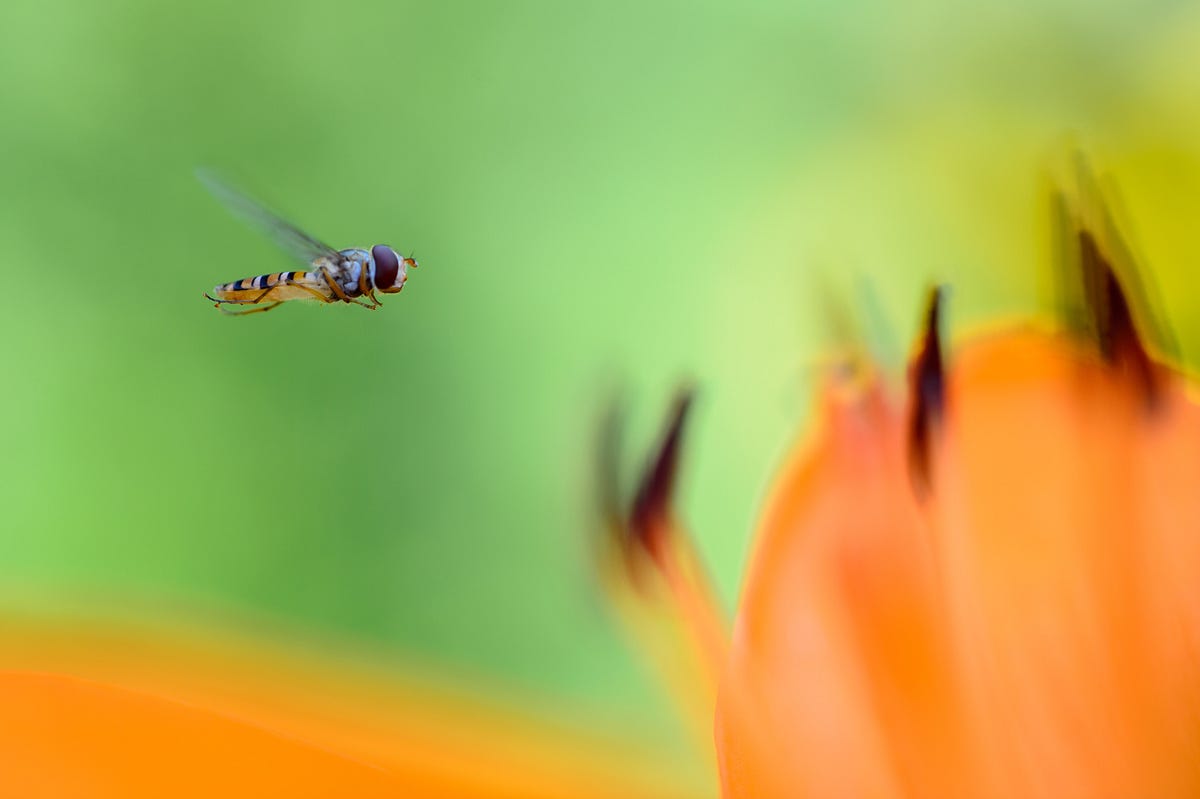 A Battle with the Persistent Fly. My first short story on Medium. | by ...