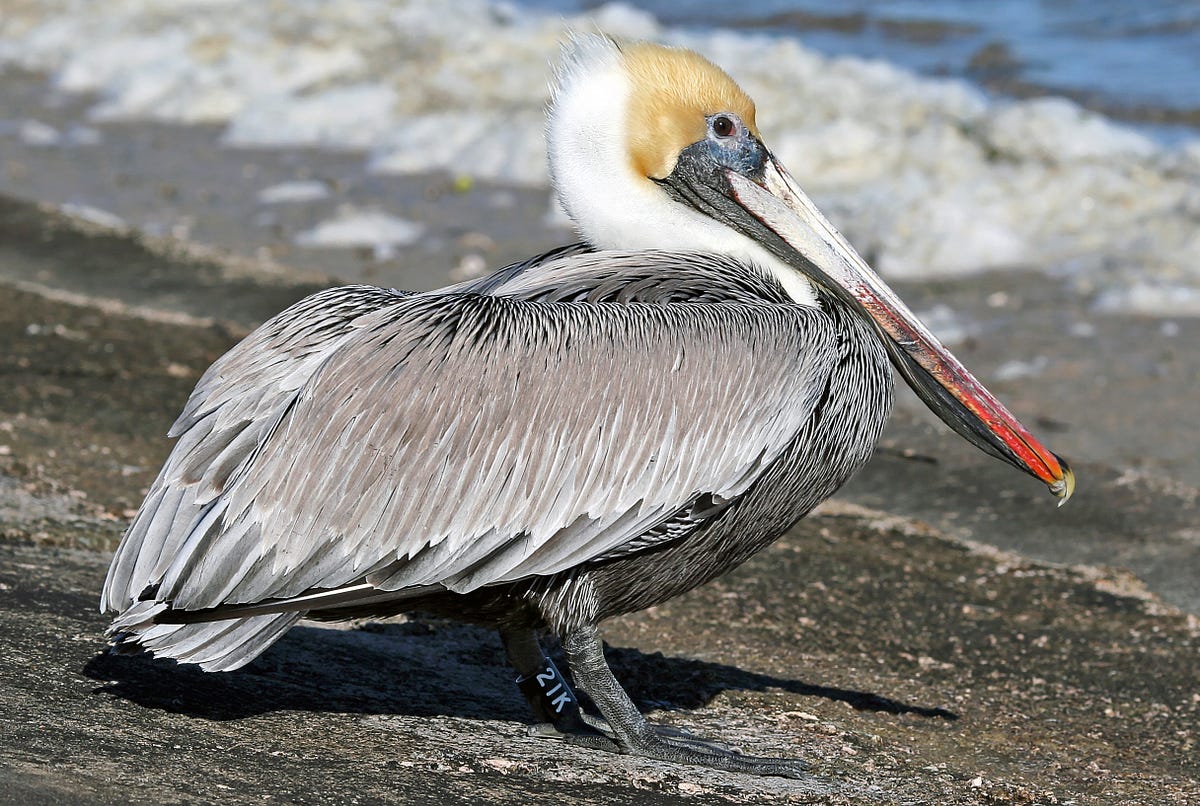Brown Pelican: Plastic Animal Project | by Audrey Zhao | Medium