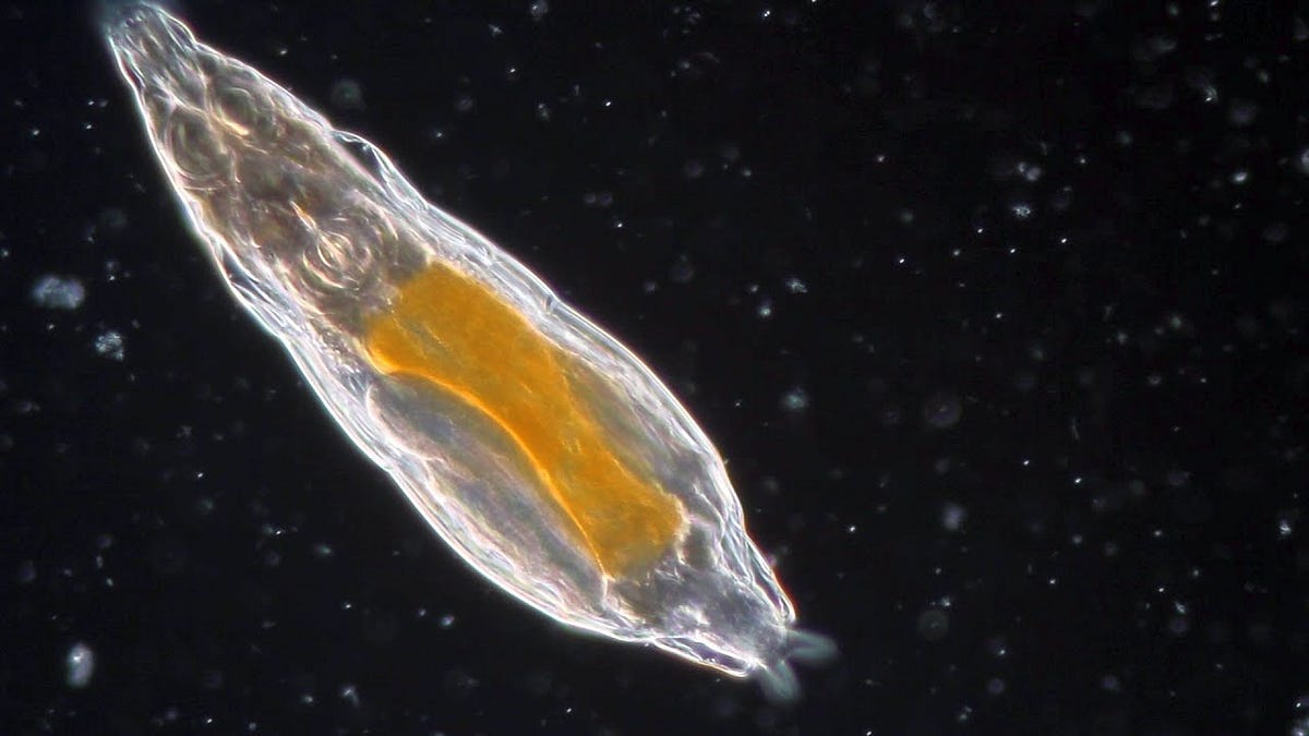 Ecospheric Cosmologies Reflection | by Channing Lester | Medium