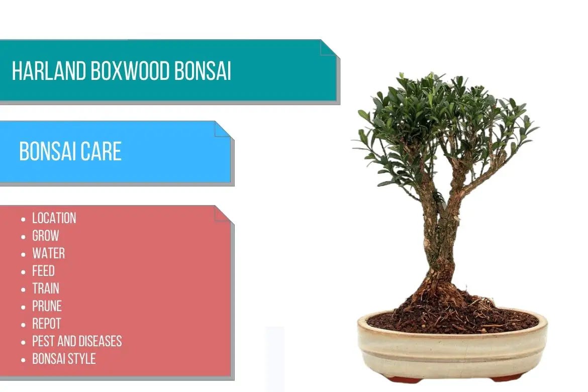 Harland Boxwood bonsai care | by Bhupinder Singh | Medium