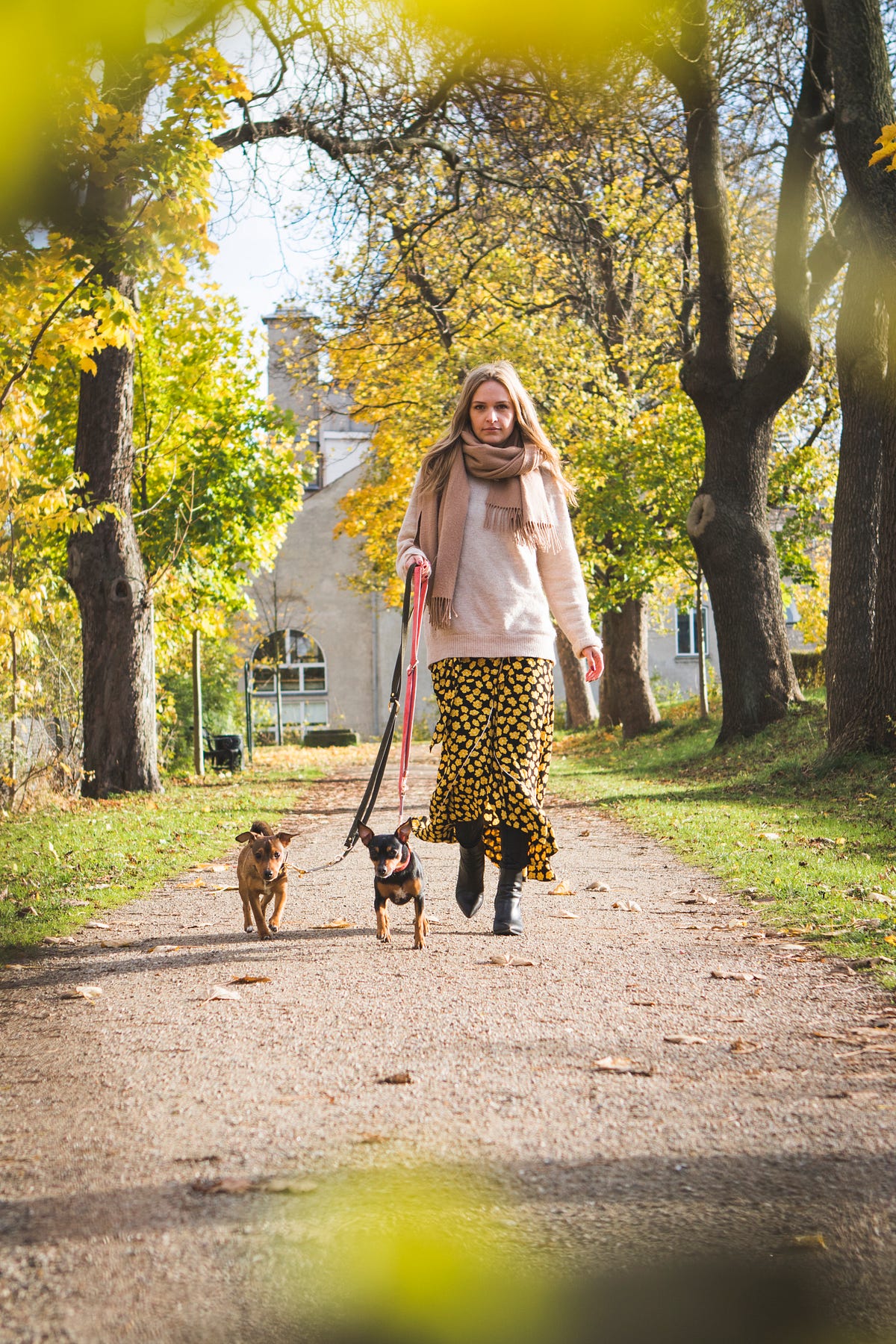How To Get Dog Walking Insurance It s Easy To Get A Dog Walking
