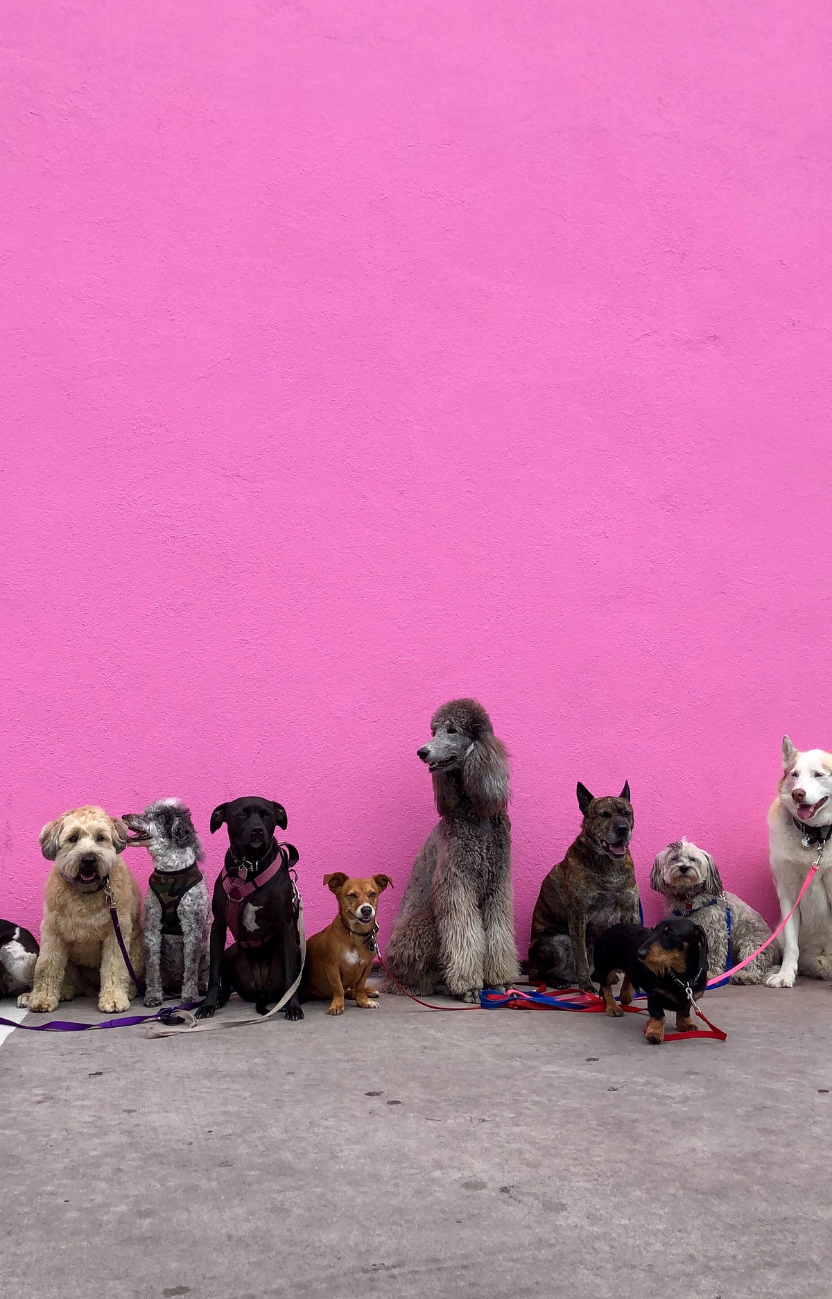 Designer Dogs: A Look into the World of Crossbreeds and Hybrids | by ...