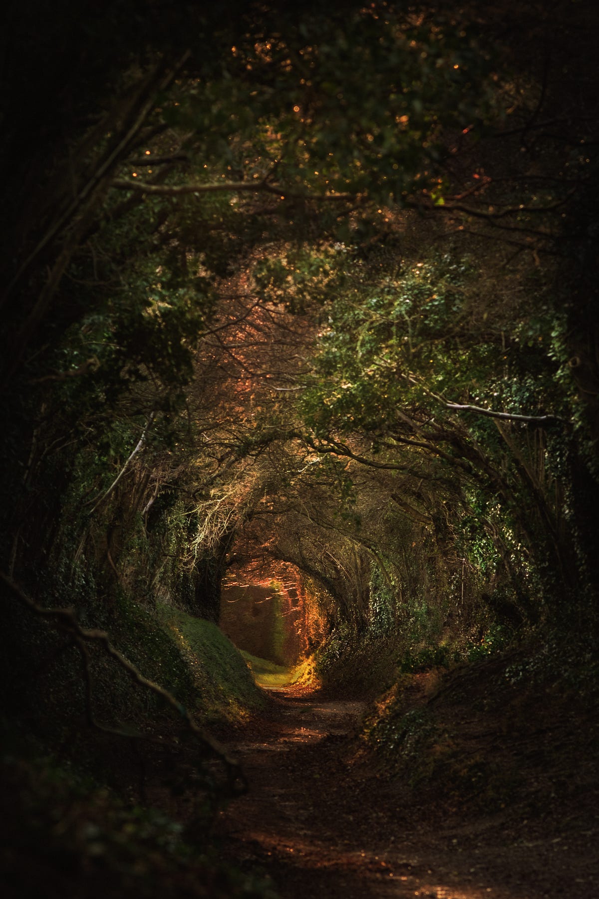 The Impossible Quest. The Singing, Springing Lark Retelling… | by Lark ...