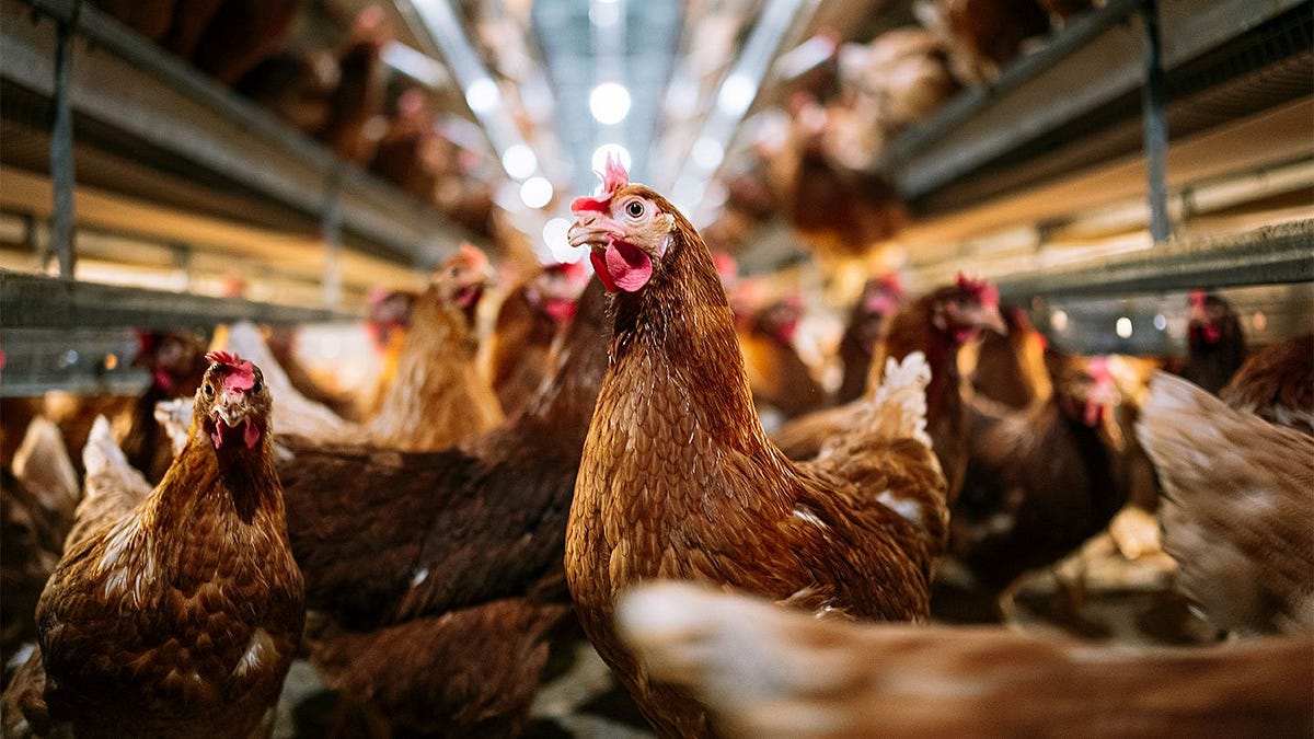 First Human Death from H5N2 Bird Flu — Current Affairs 2024 | by KGS ...