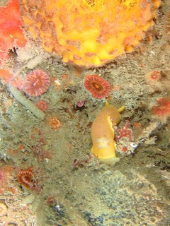 Orange Puffball Sponge and Dendrodoris fulva… | by Michael Bear ...