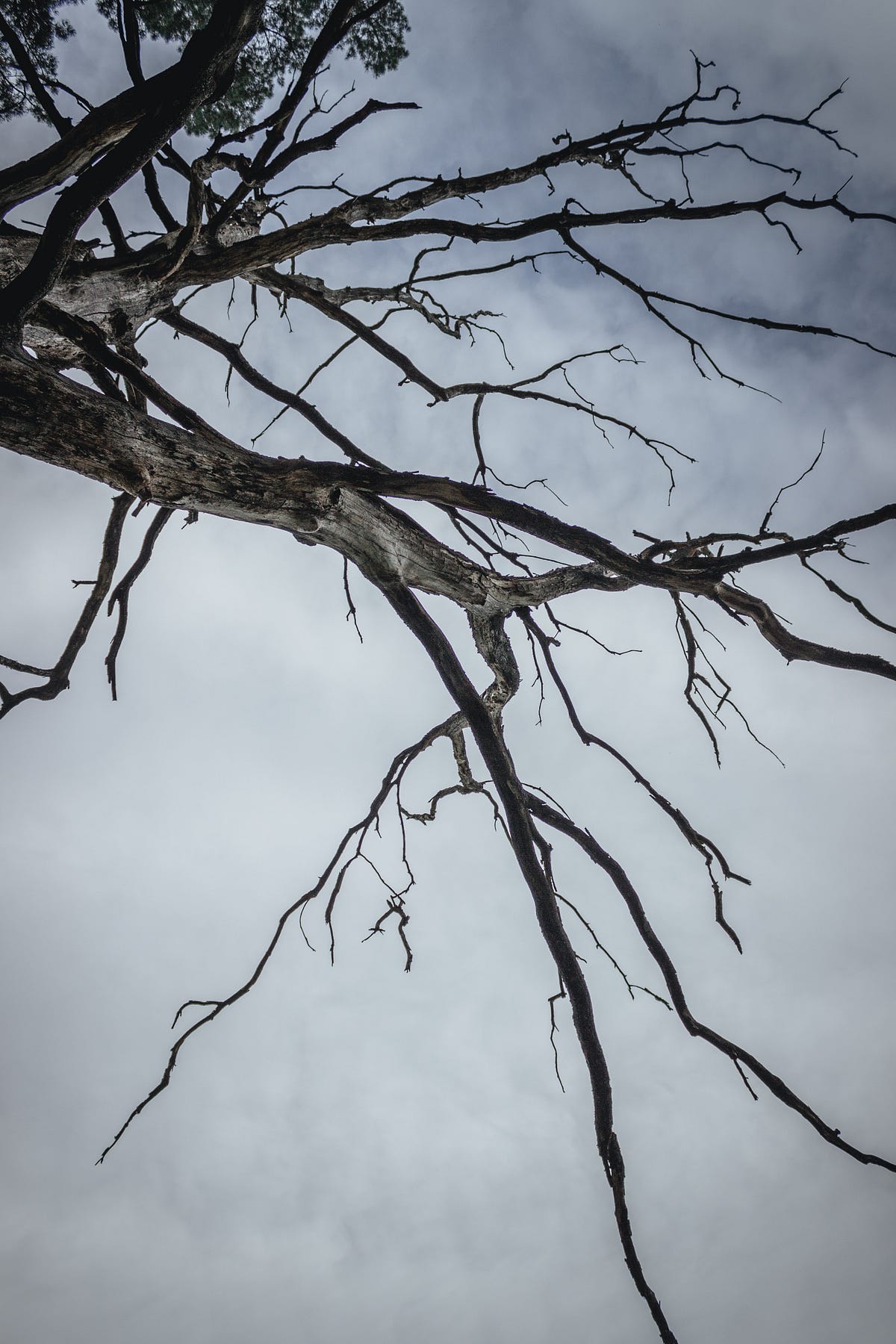 The Saved Or The Unsaved?. Who are the withered branches? | by Malku ...