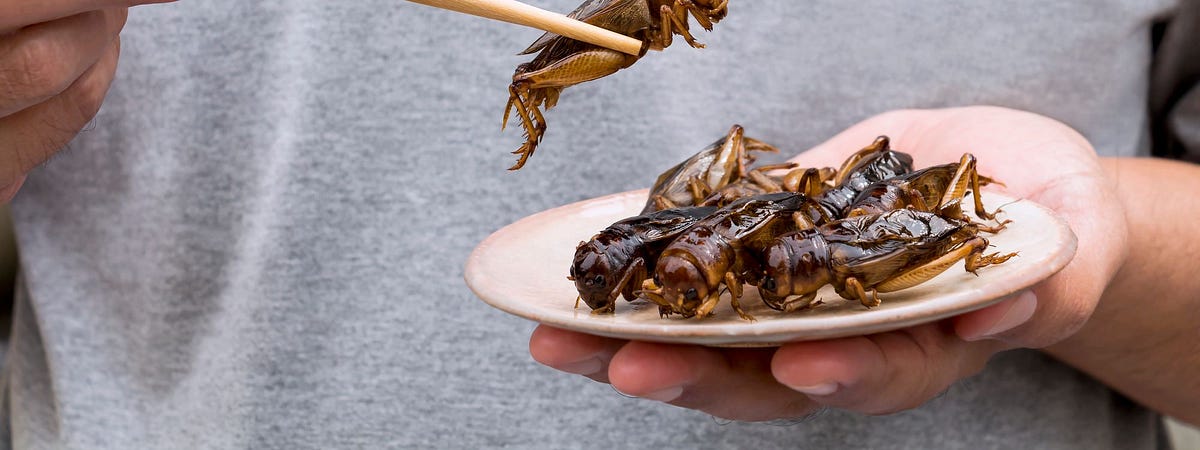 Cricket Flour: The Advent of Insect-Based Foods | by Wellyme | Medium