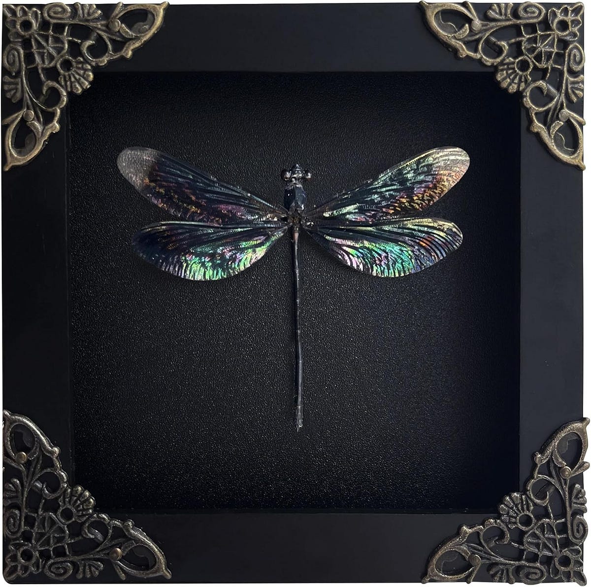 Real Framed Black Dragonfly Review: A Gothic Delight | by Maria ...