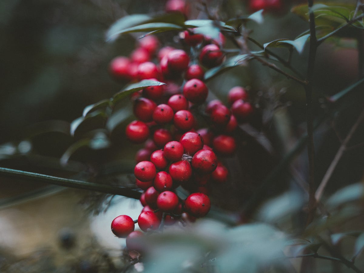 Growing Sweet Apple Berries:. Your Nearly Complete Guide | by C. L ...