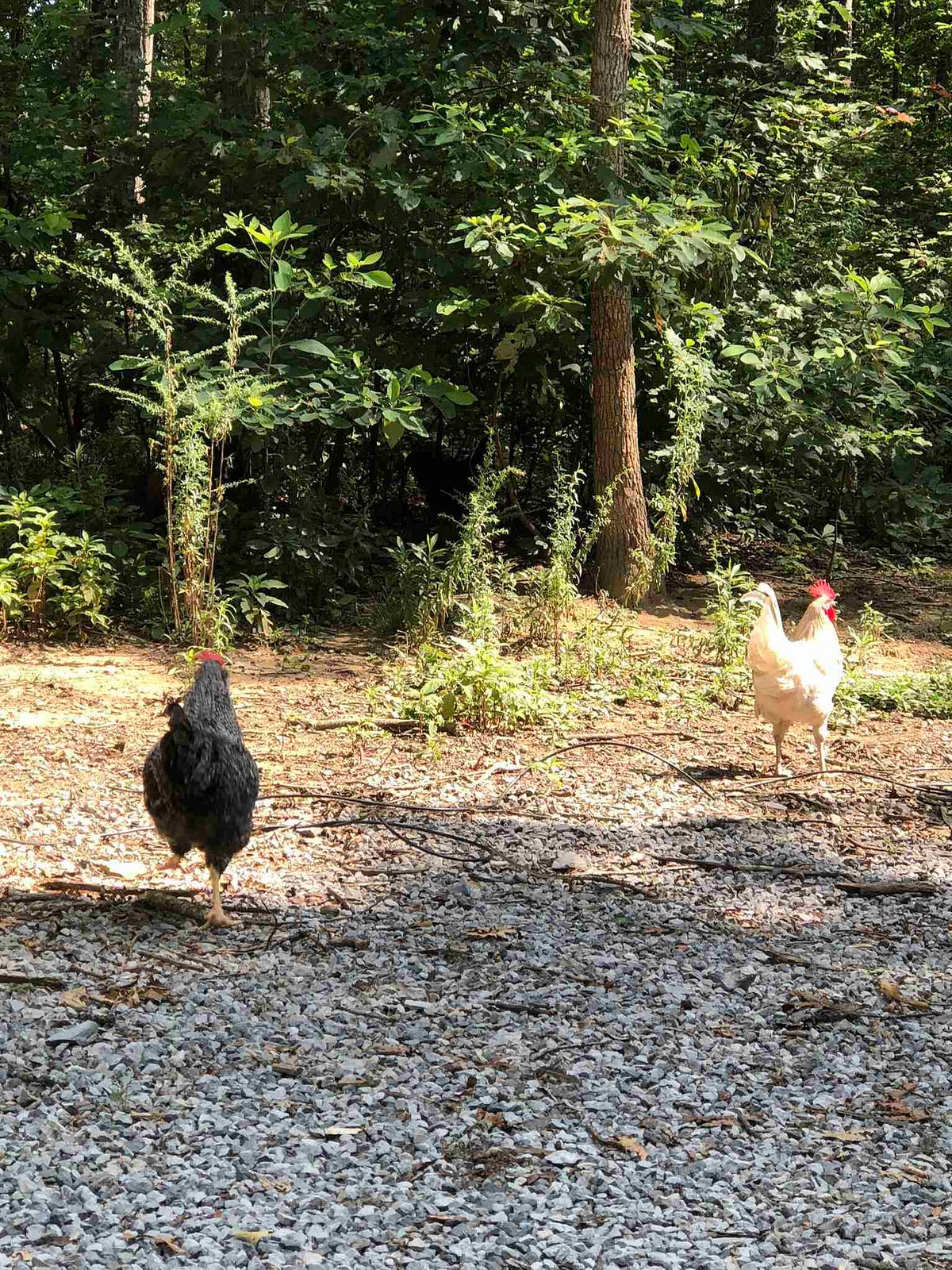 What Does the Ohio Western Reserve Poultry Club Have to Show ...