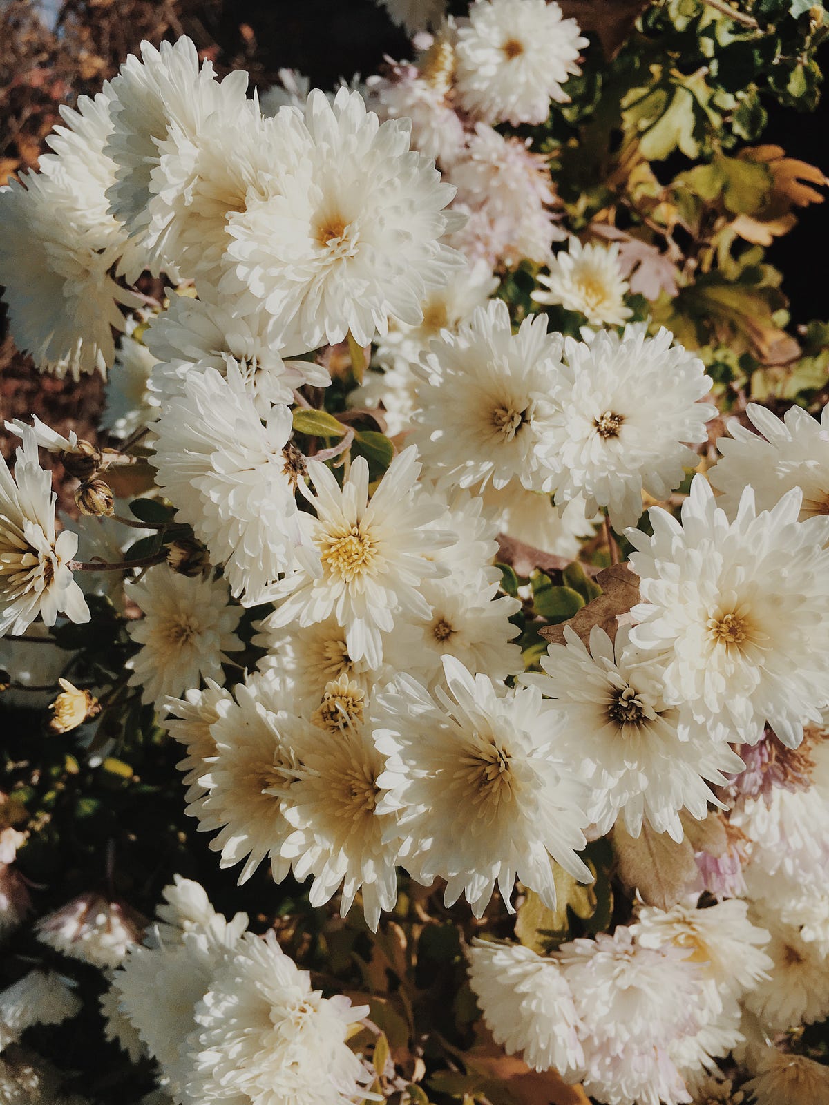 If I Were A Flower. A flower is a great analogy to use when… | by ...