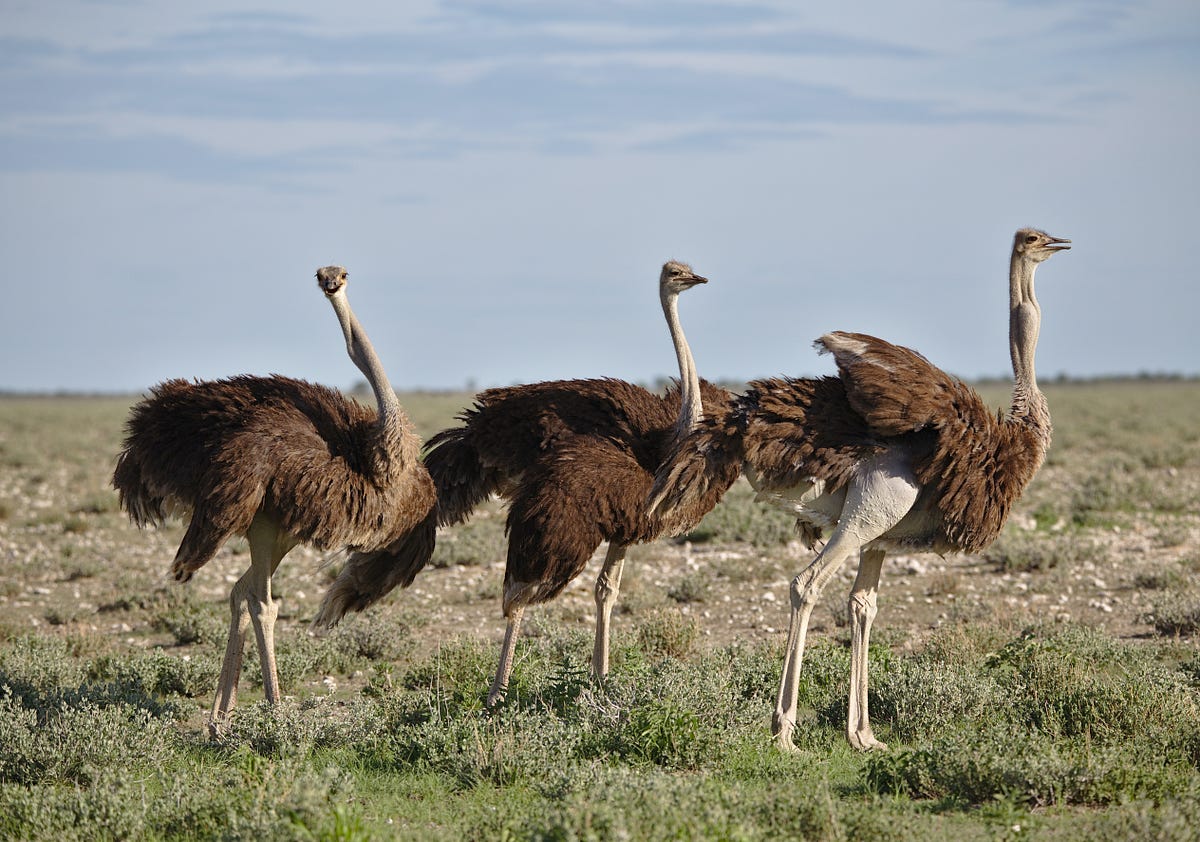 Ostriches: The Fascinating Flightless Giants of the Savanna | by Tyler ...