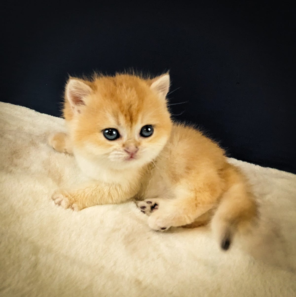 Discover the Charm of British Shorthair Kittens | by Cattery Golden ...