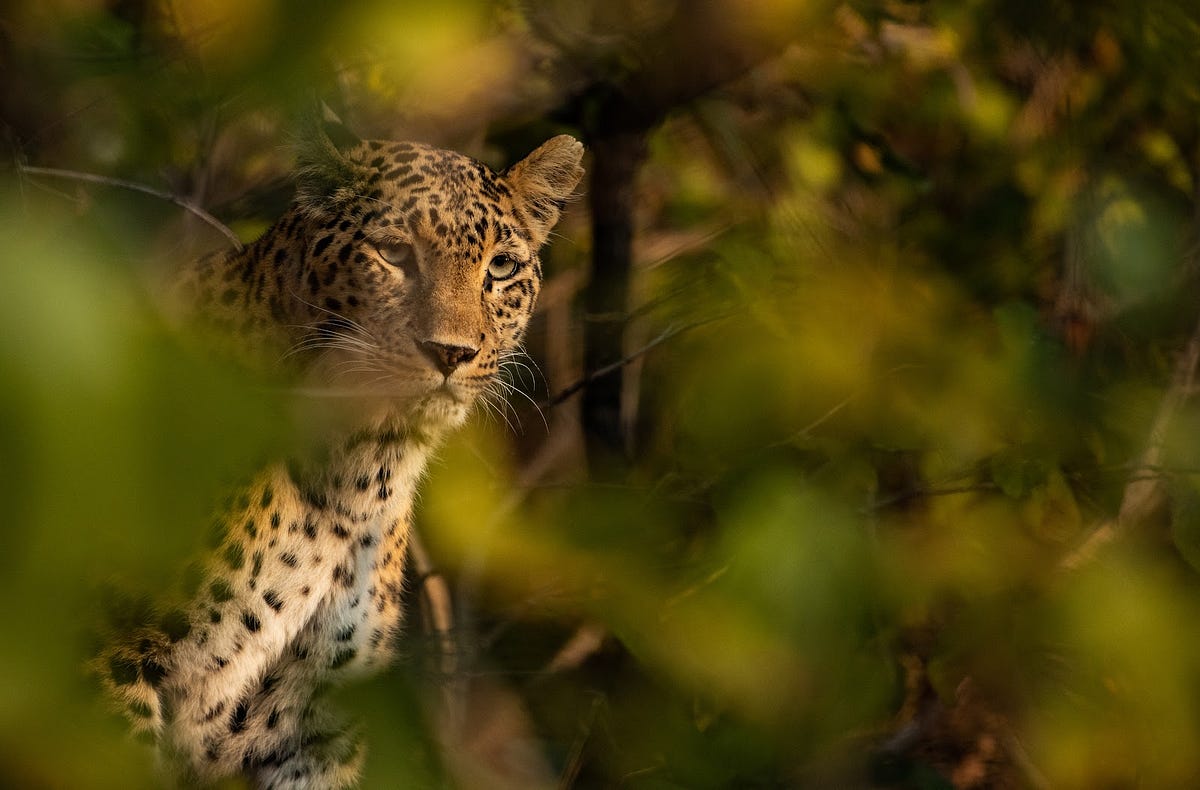 An Exciting Jungle Safari Awaits You in Satpura Tiger Reserve | by ...