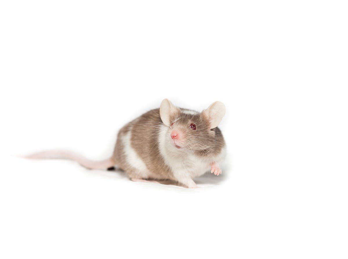 Would You Flush A Mouse Down the Toilet? | by Michelle Teheux | Minds ...