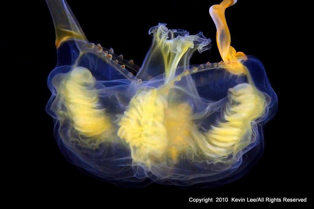 Scientist: The Jellyfish-Like Salp Is Most Efficient Filter-Feeder In ...