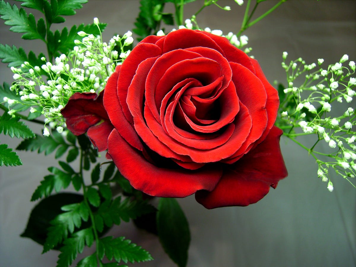 Valentine’s Day flowers and their meanings | by Felix from Apex ...