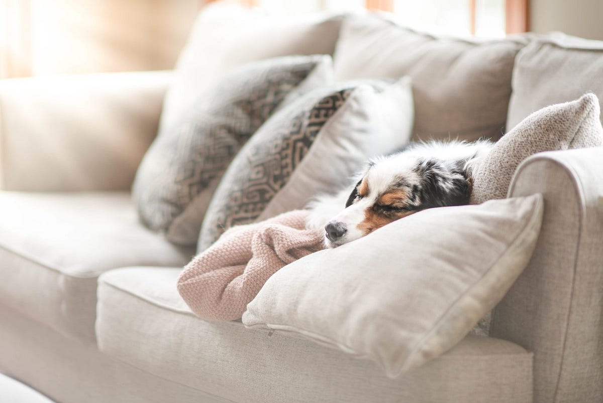 Pet Hair Be Gone: 10 Genius Hacks for a Spotless Space | by Katrina ...