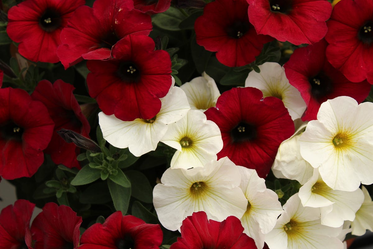 Petunia grow. A poem on lost love and remembrance | by Ayman Fayez | Medium