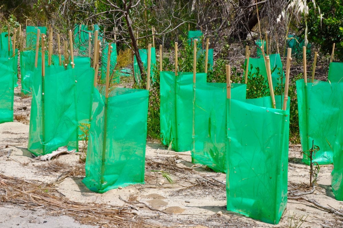 La reforestation : agissons ensemble pour sauver notre planète! | by Ô ...