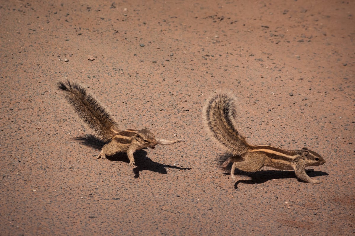 The Chipmunk Train Three. Here is Phoenix and her new friends. | by ...