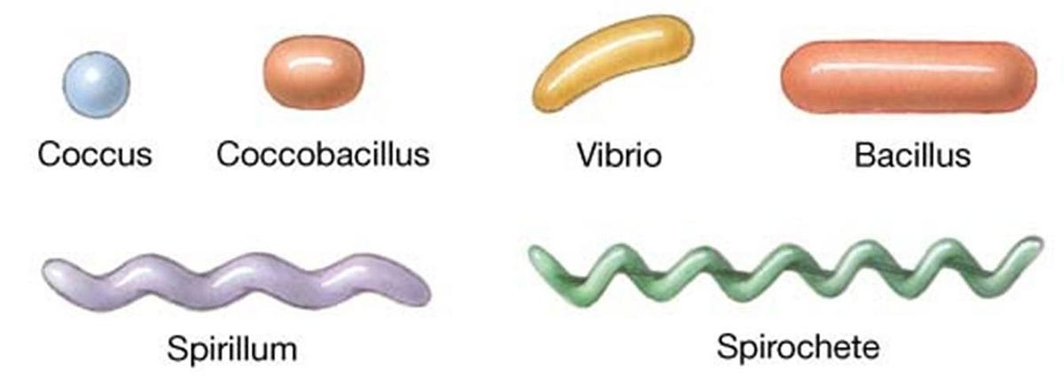 Morphology of Bacteria | by Biology Experts Notes | Medium