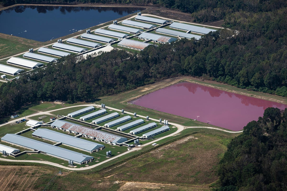 A Breakdown of CAFOs. How they are affecting our general… | by Natalie ...