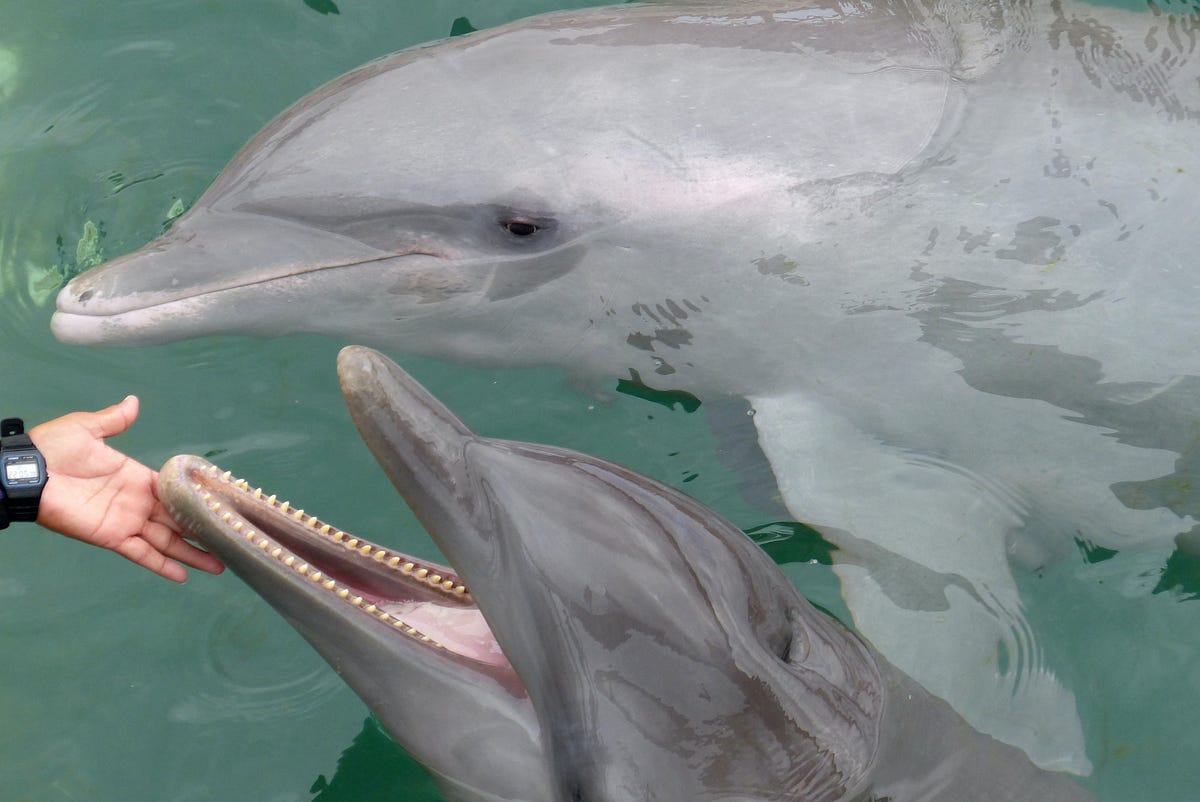 Do Dolphins Have Sharper Teeth Than Sharks? | by Shuman Chandra Das ...