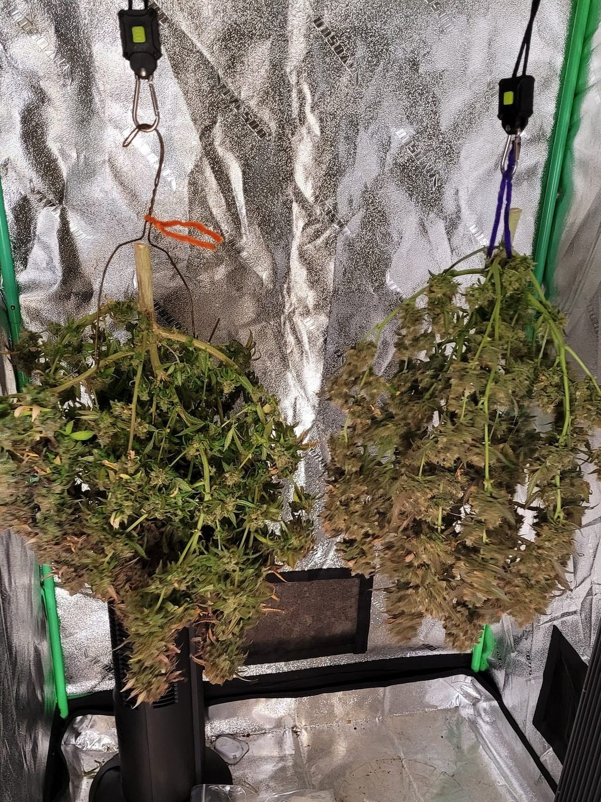 GUIDE: Drying & Curing Your Crop. Congratulations, growers! You’ve ...
