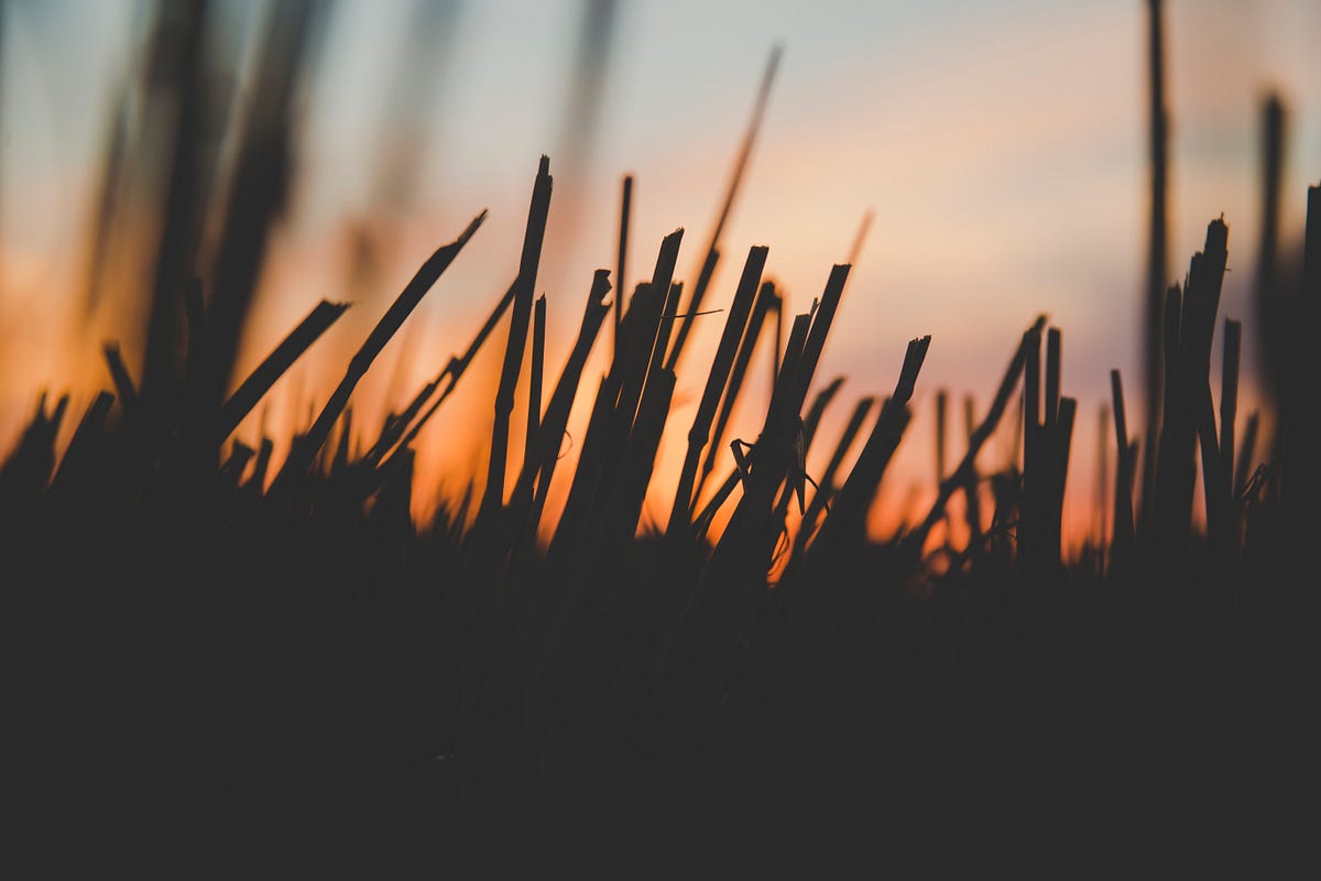 Tread Soft. Poetry | by Summi Sinha | The Lark | Medium