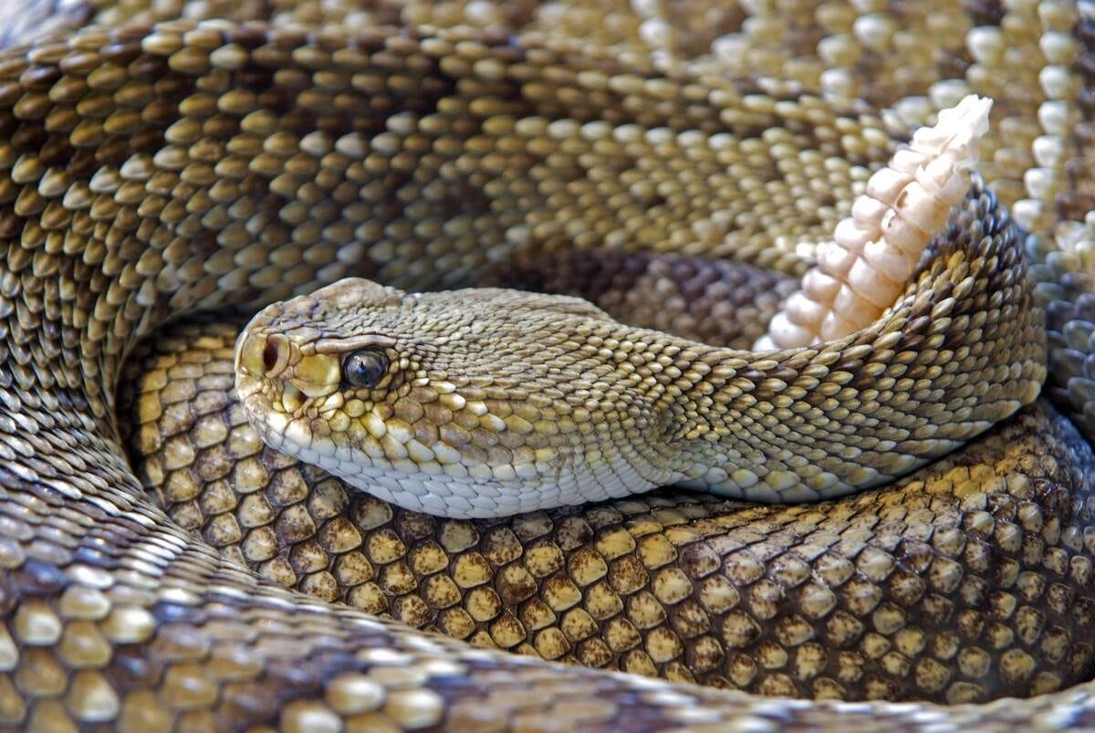 It’s World Snake Day | July 16, 2024 | by Checkiday | Medium