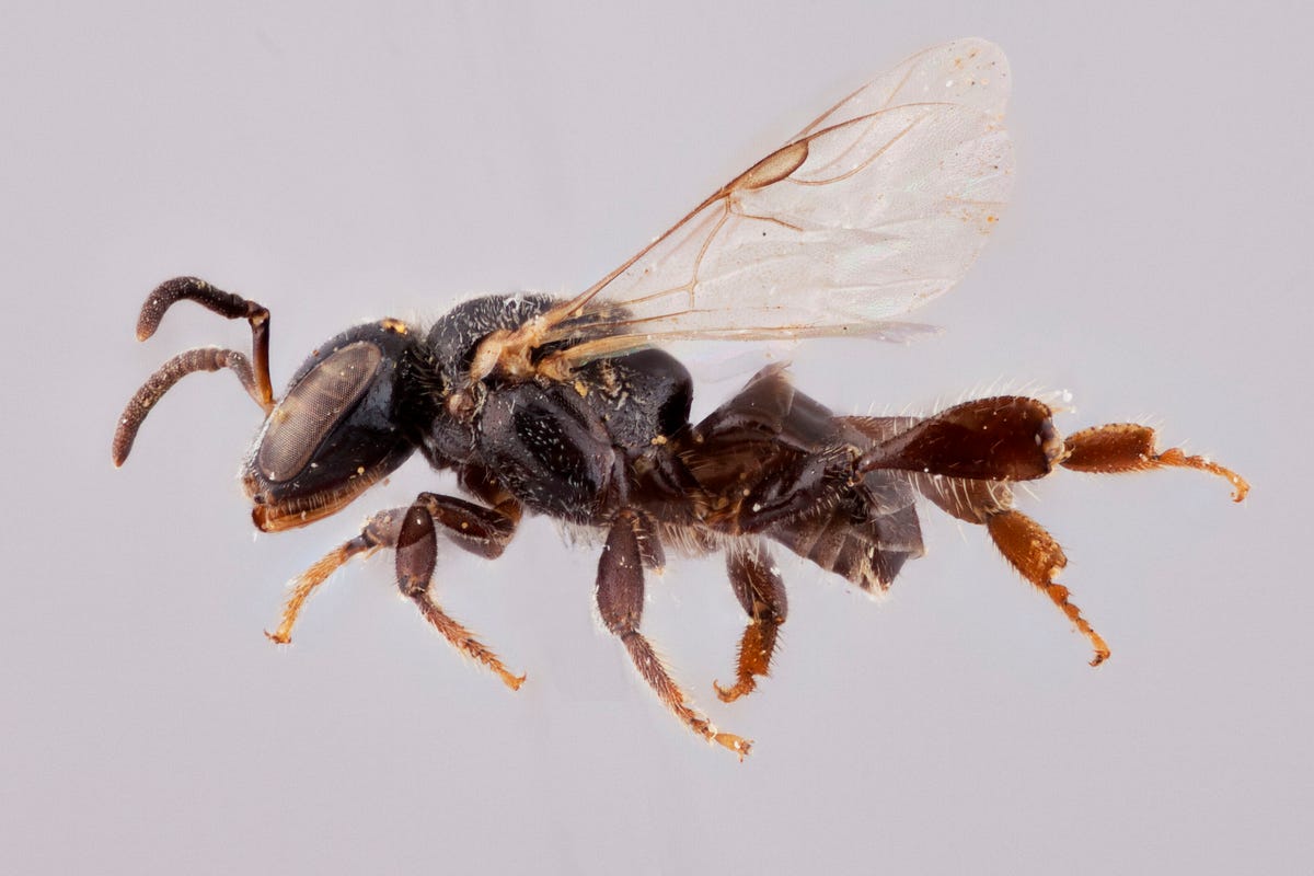 Database All Stingless Bees Species - Insect Ecology