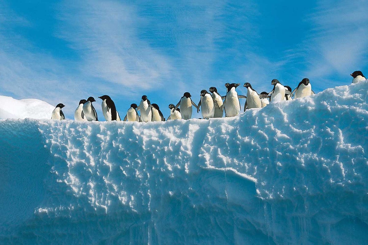 What You Can Learn From Penguins | by Palak Jain | Write A Catalyst ...