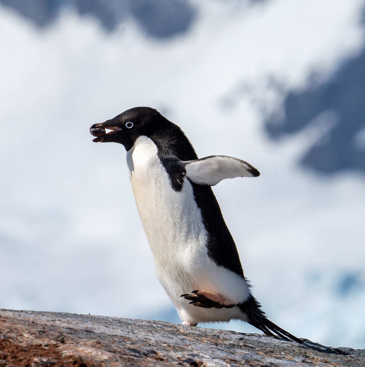Limited-Time Offer: Aurora Expeditions’ Antarctic Explorer Express is ...