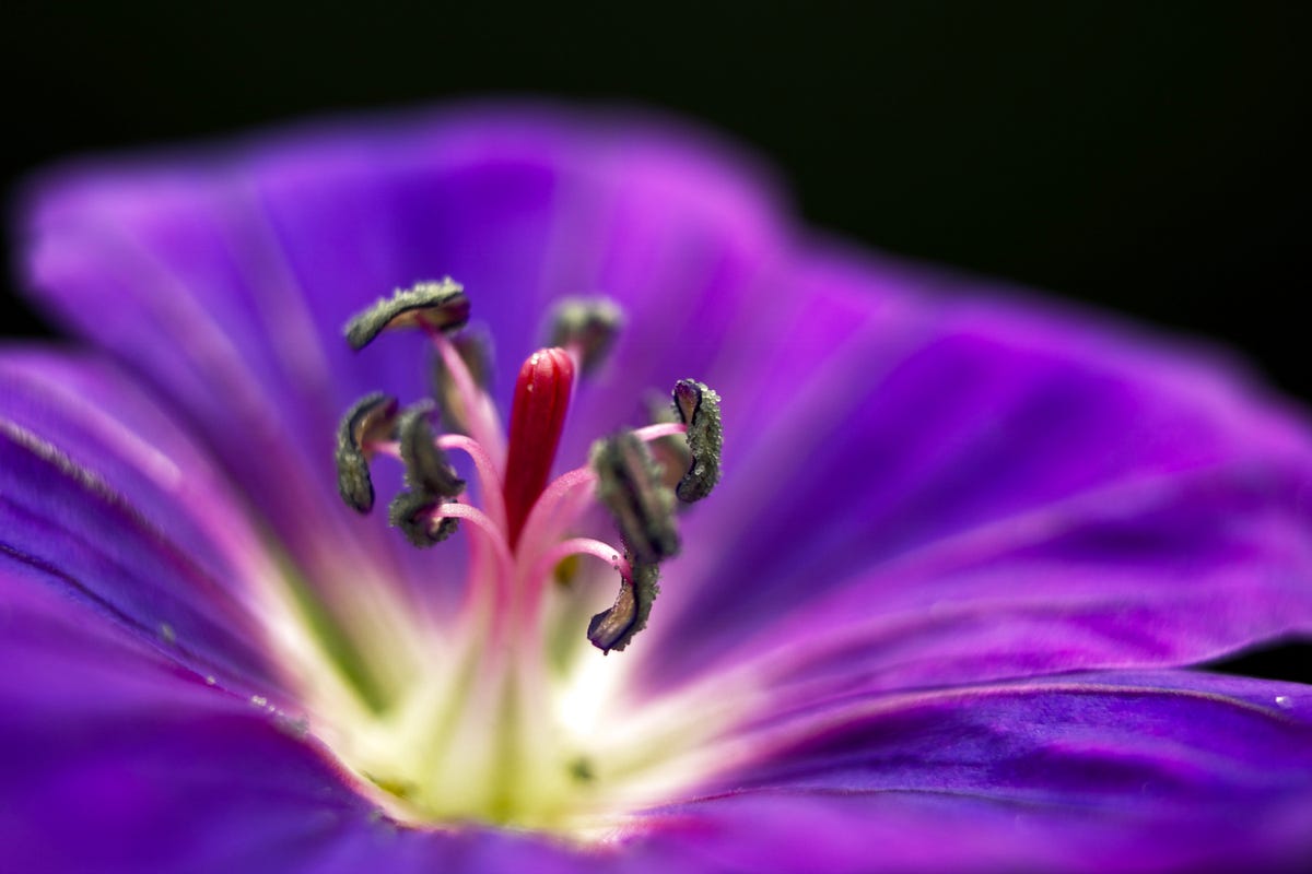 The Care and Feeding of Your Aliveness | by Tree Langdon | ILLUMINATION ...