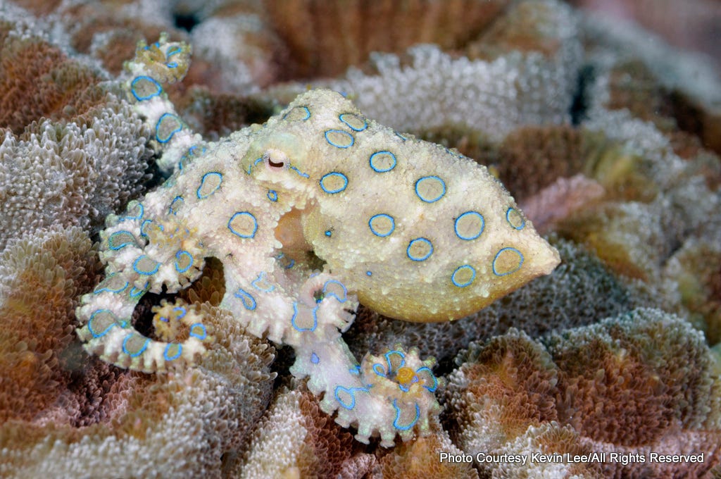 Kevin Lee: Blue-Ringed Octopus: One of Nature’s Deadliest Creatures ...